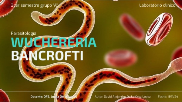 Wuchereria Bancrofti | Genially