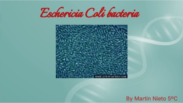 E. coli