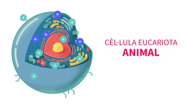 CÈL·LULA EUCARIOTA ANIMAL | Genially