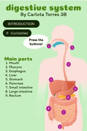 Digestive system | Genially