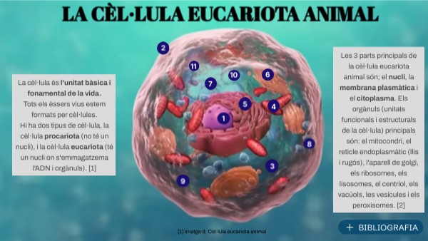 La cèl·lula eucariota animal i els seus orgànuls