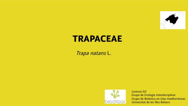 Trapaceae