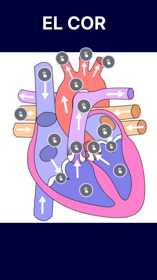 Essential Vertical Interactive Image