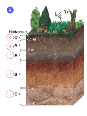 Soil Horizons | Genially