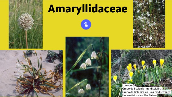 Amaryllidaceae | Genially