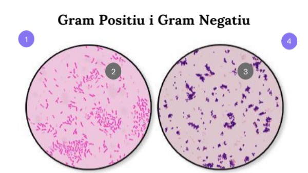 Copy - Untitled genially