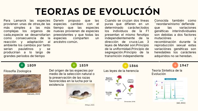 ETAPAS DE EVOLUCIÓN | Genially