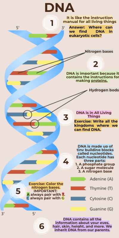 DNA