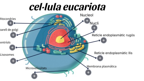 Cel·lula Eucariota
