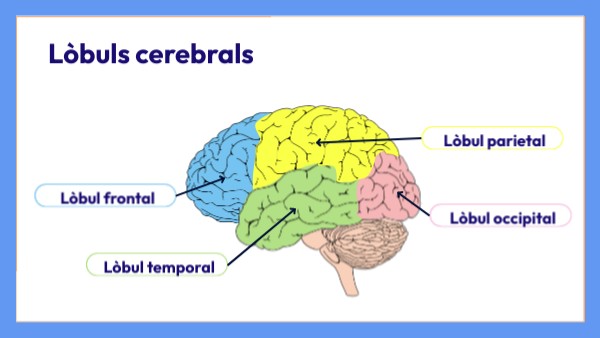 Lòbuls cerebrals