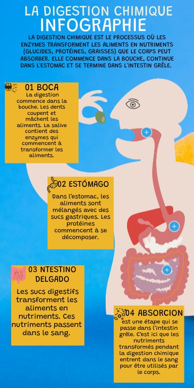 INFO digestion chimique | Genially