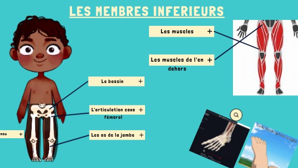 Les parties du corps humain | Genially