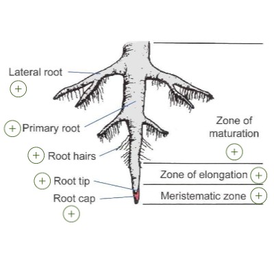Root structure part 2
