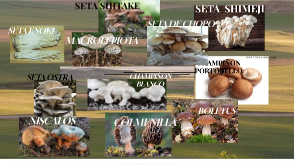 tipos de setas