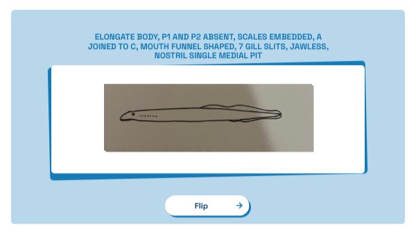 Ichthyology Lab Practical | Genially