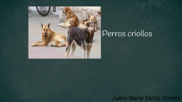 Presentación Perros criollo