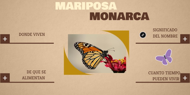 mariposa monarca | Genially