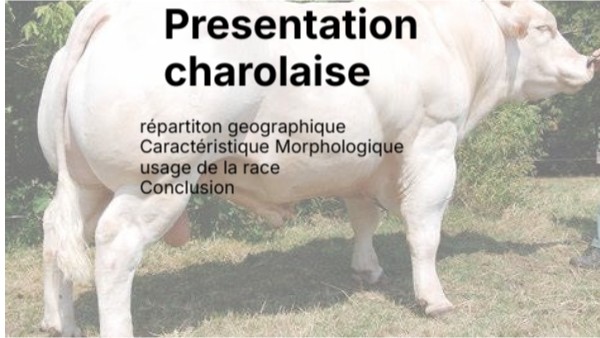 présentation d'une race bovine