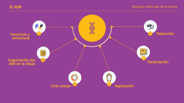 Replicación, transcripción y traducción del ADN | Genially