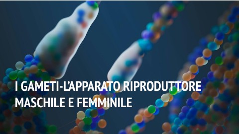 I GAMETI-L'APPARATO RIPRODUTTORE MASCHILE E FEMMINILE.pptx | Genially