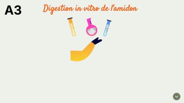 Digestion in vitro de l'amidon | Genially