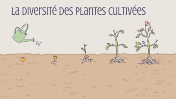 Étapes de croissance des plantes