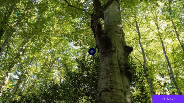 Foresta Pluviale Temperata | Genially