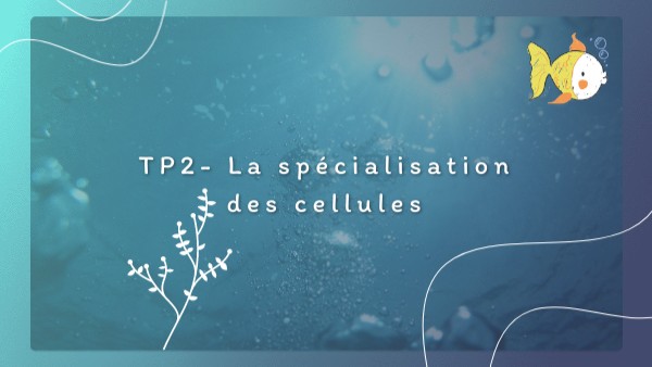 La spécialisation des cellules