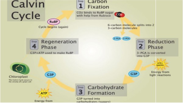 Calvin Cycle