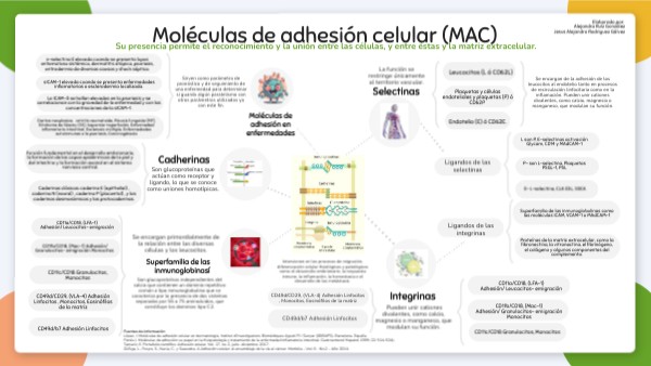 Mapa mental Moléculas Adhesión Celular