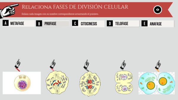 fases división celular | Genially