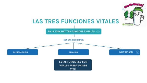 Mapa Conceptual funciones vitales | Genially