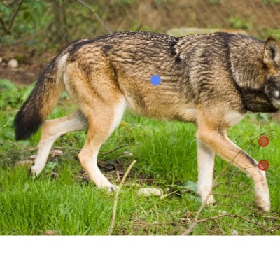 Lupo rosso_Sara Dal Soglio, Riccardo Caccia, Alessia Vaccaro