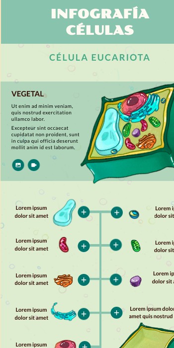 INFO VERTICAL CÉLULAS