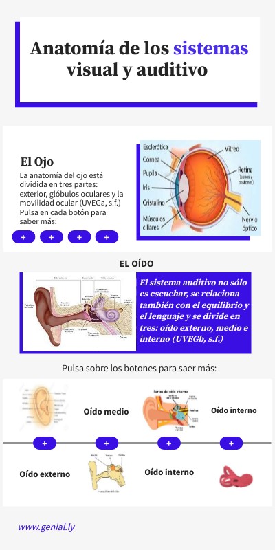 Anatomía del sistema visual y auditivo