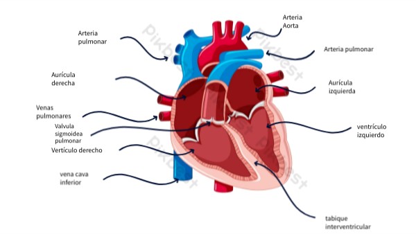Presentación formas básica