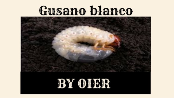 Gusano blanco | Genially