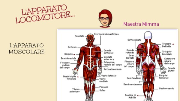 L'APPARATO LOCOMOTORE | Genially