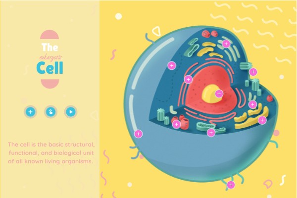 The eukaryotic cell | Genially