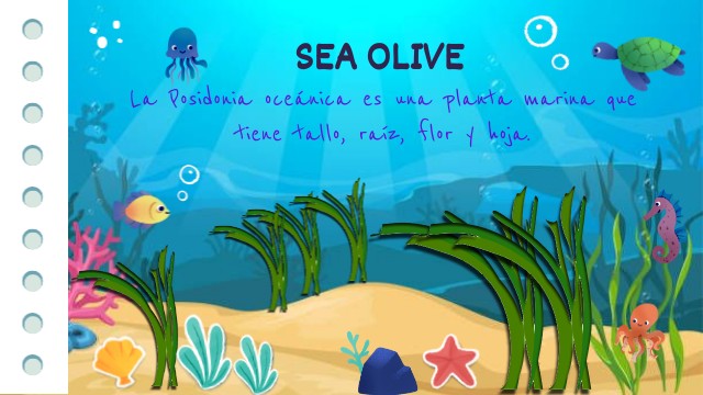 Vídeo SEA OLIVE by MCBA
