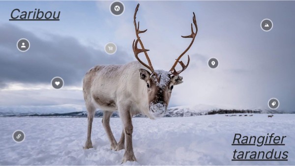 Caribou | Genially