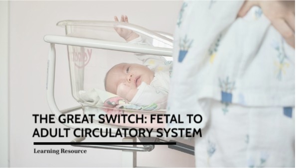 The The Great Switch: Fetal to Adult Circulatory System | Genially