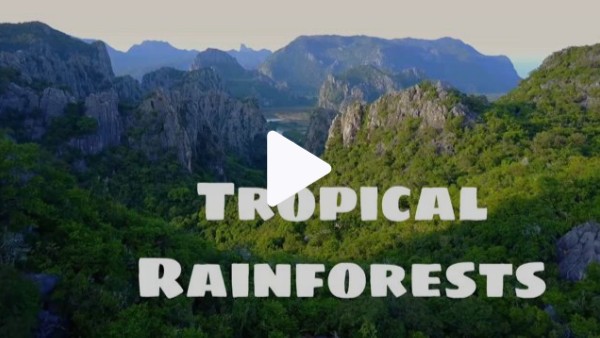 Rainforest Video | Genially