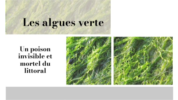 Les algues verte | Genially