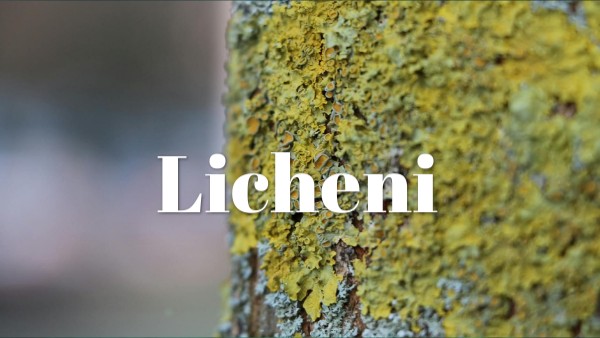 Licheni | Genially