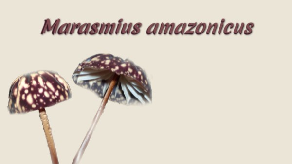 Marasmius amazonicus | Genially