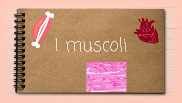 I muscoli | Genially