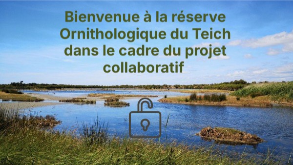 Projet collaboratif Teich | Genially
