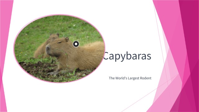 Capybara Presentation.pptx | Genially
