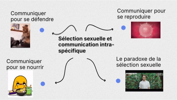 Sélection sexuelle et communication intra-spécifique | Genially